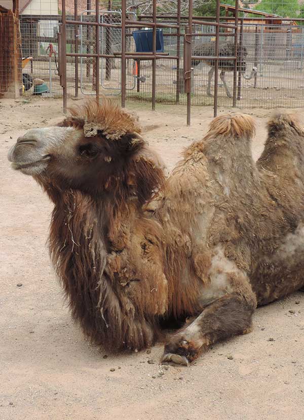 The Petting Zoo | The Hole N" The Rock